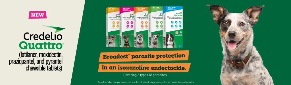 Elanco推出全新Credelio Quattro™：業界首款涵蓋六種寄生蟲的咀嚼錠 - 寵物健康醫療網 | 最多人看的寵物健康媒體
